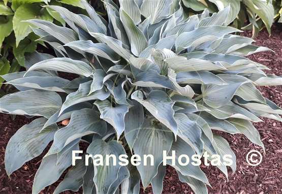 Hosta Blue Arrow - Fransen Hostas